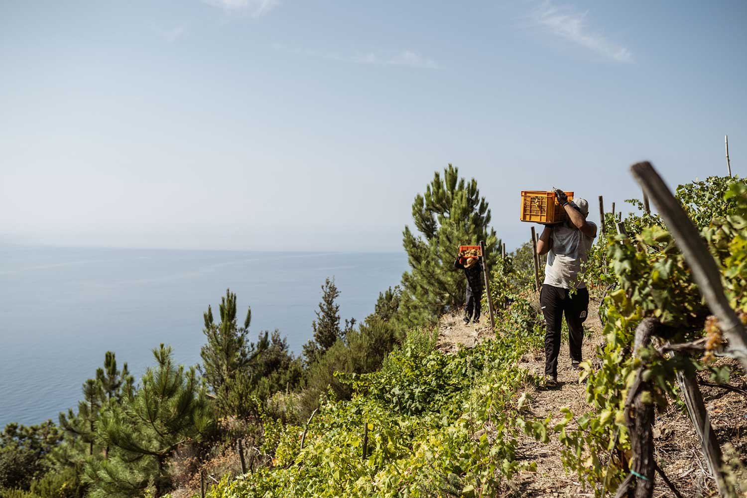 Arrigoni: a century of wine heritage between Liguria & Tuscany